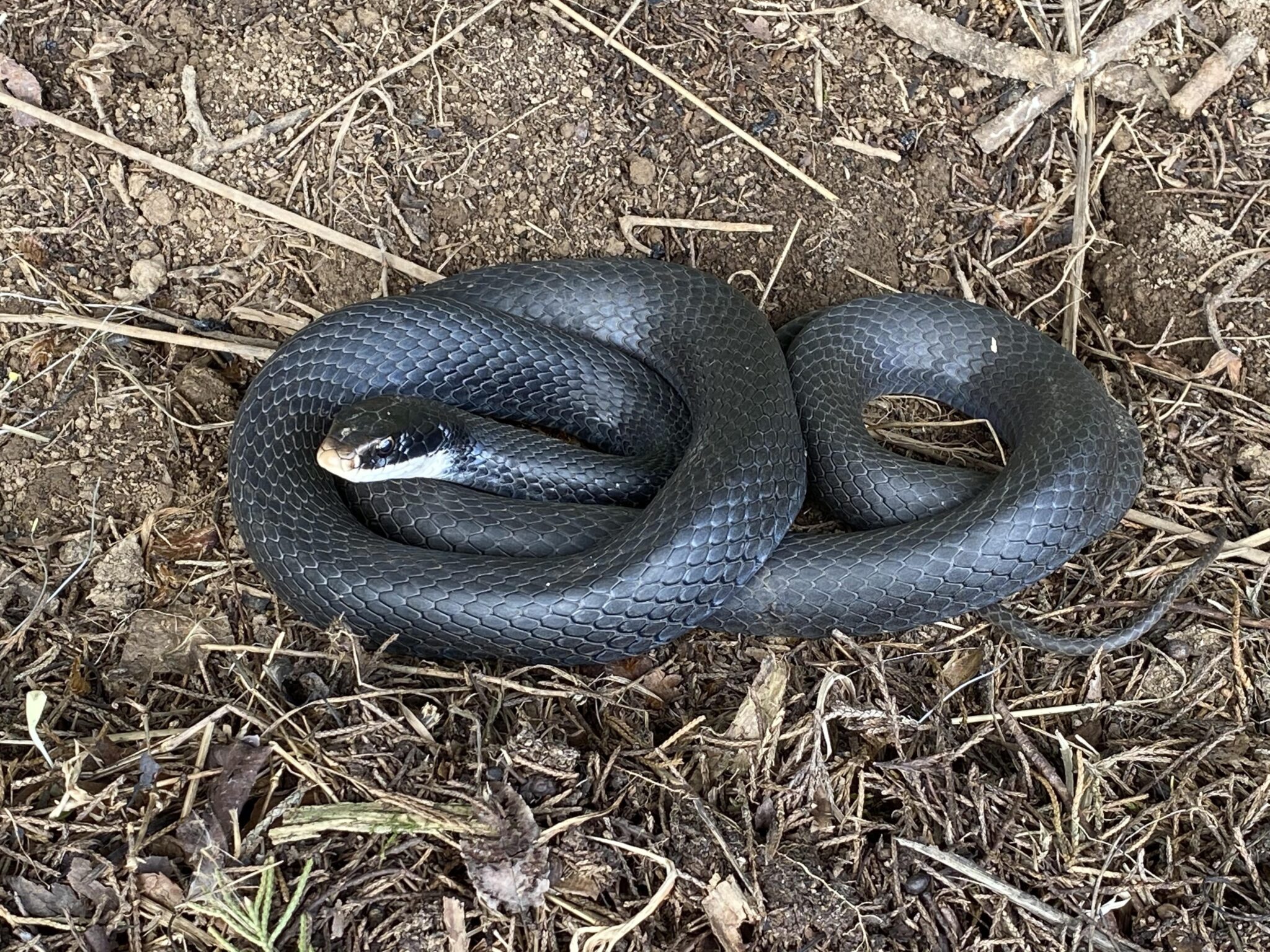 Kentucky's Slithering Friends: A Snake Appreciation Adventure ...
